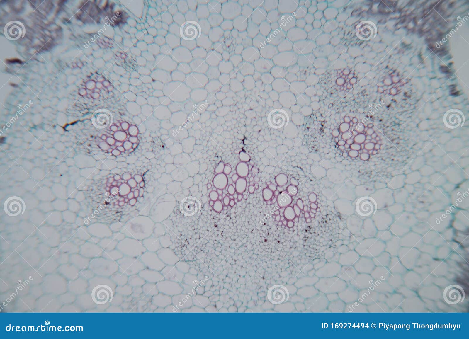 Cross-section Leaf Plant of Under the Microscope. Stock Photo - Image ...