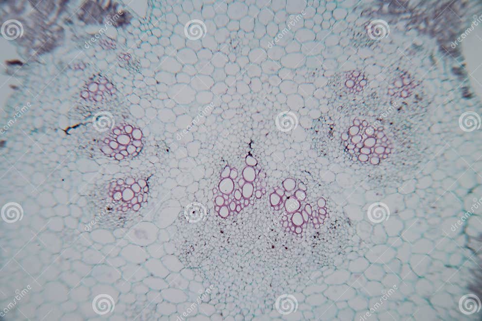 Cross-section Leaf Plant of Under the Microscope. Stock Photo - Image ...