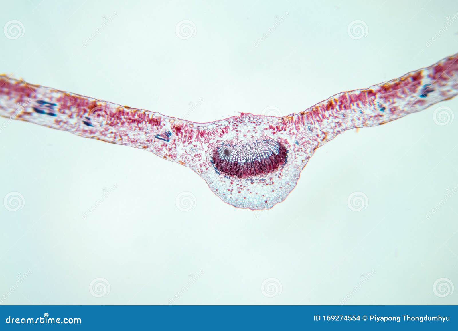 Cross-section Leaf Plant of Under the Microscope. Stock Photo - Image ...