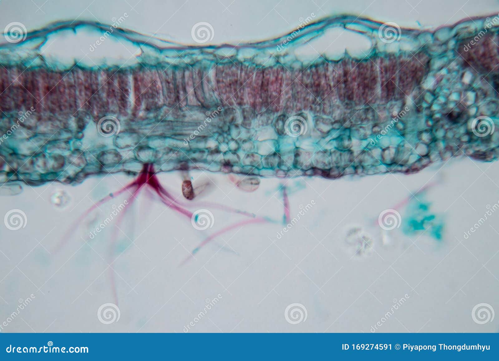 Cross-section Leaf Plant of Under the Microscope. Stock Image - Image ...