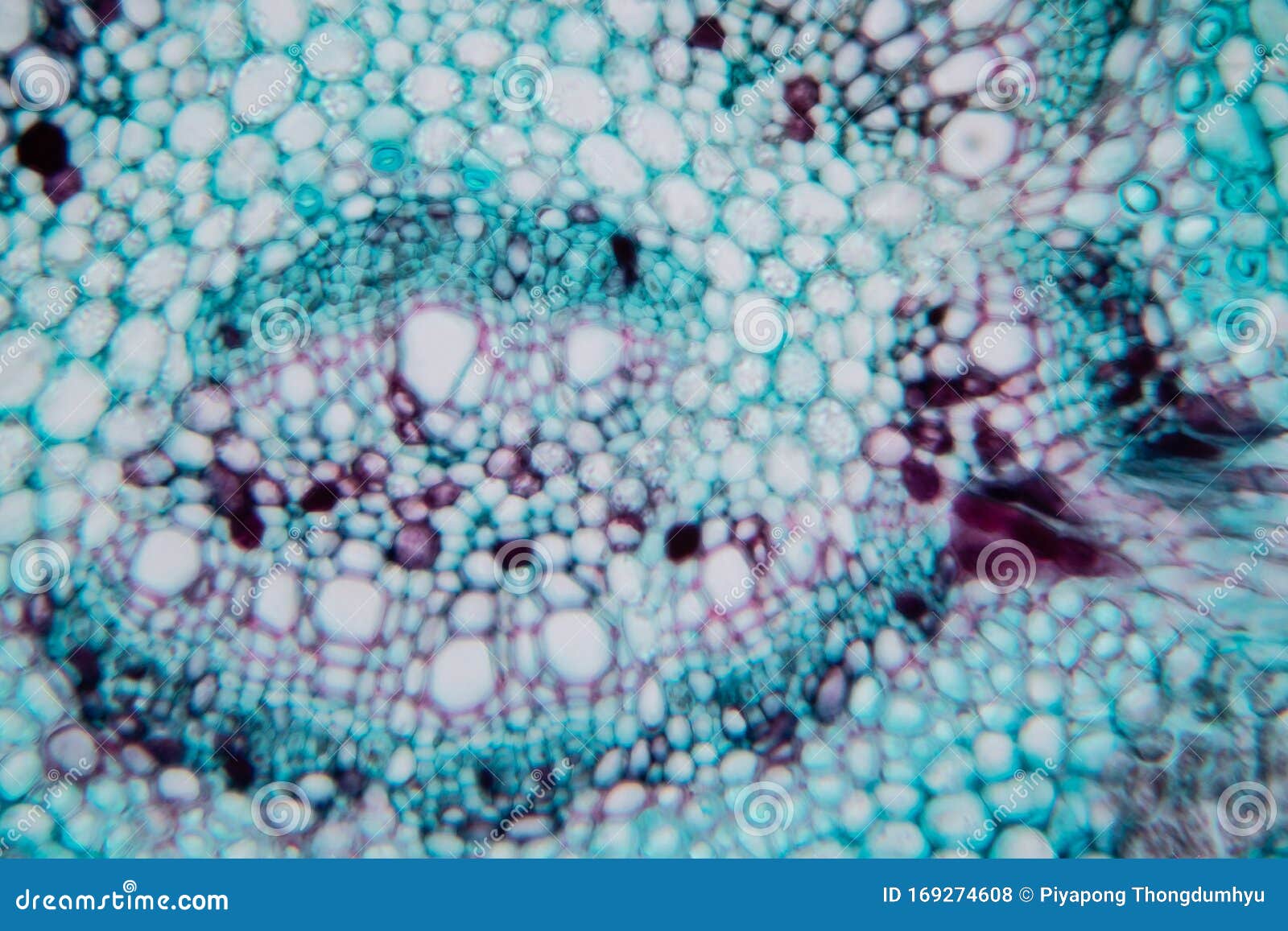 Cross-section Leaf Plant of Under the Microscope. Stock Photo - Image ...