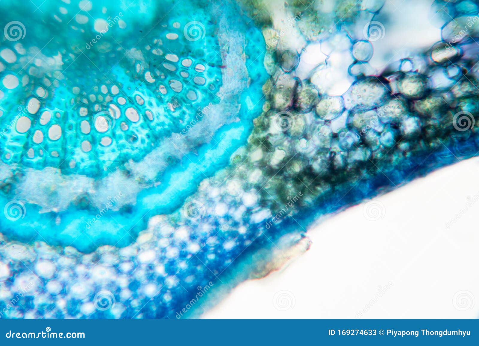 Cross-section Leaf Plant of Under the Microscope. Stock Image - Image ...