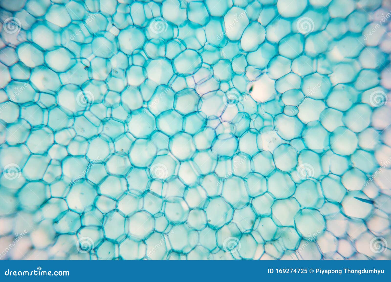 Cross-section Leaf Plant of Under the Microscope. Stock Image - Image ...