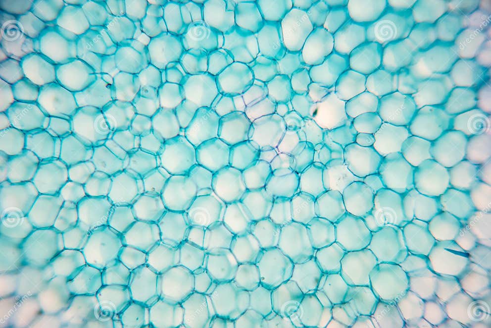 Cross-section Leaf Plant of Under the Microscope. Stock Image - Image ...