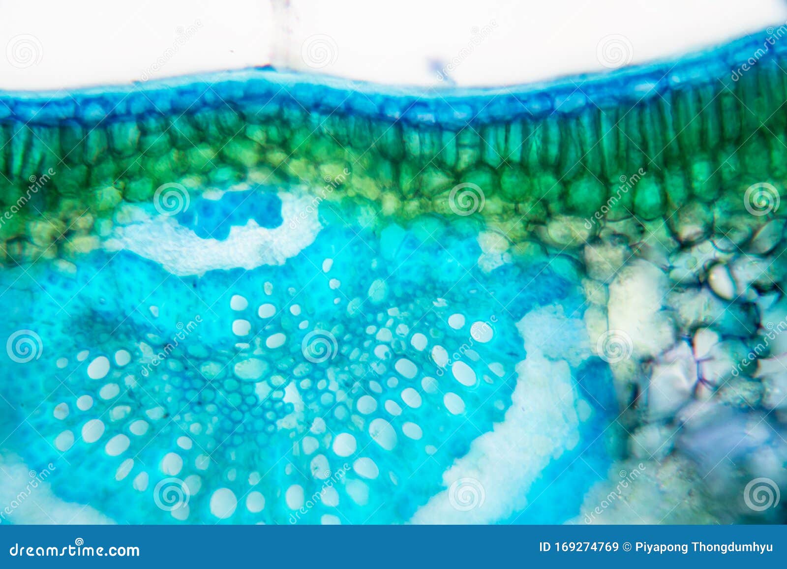 Cross-section Leaf Plant of Under the Microscope. Stock Image - Image ...