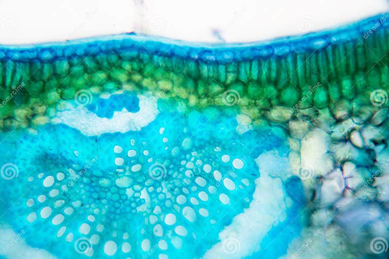 Cross-section Leaf Plant of Under the Microscope. Stock Image - Image ...