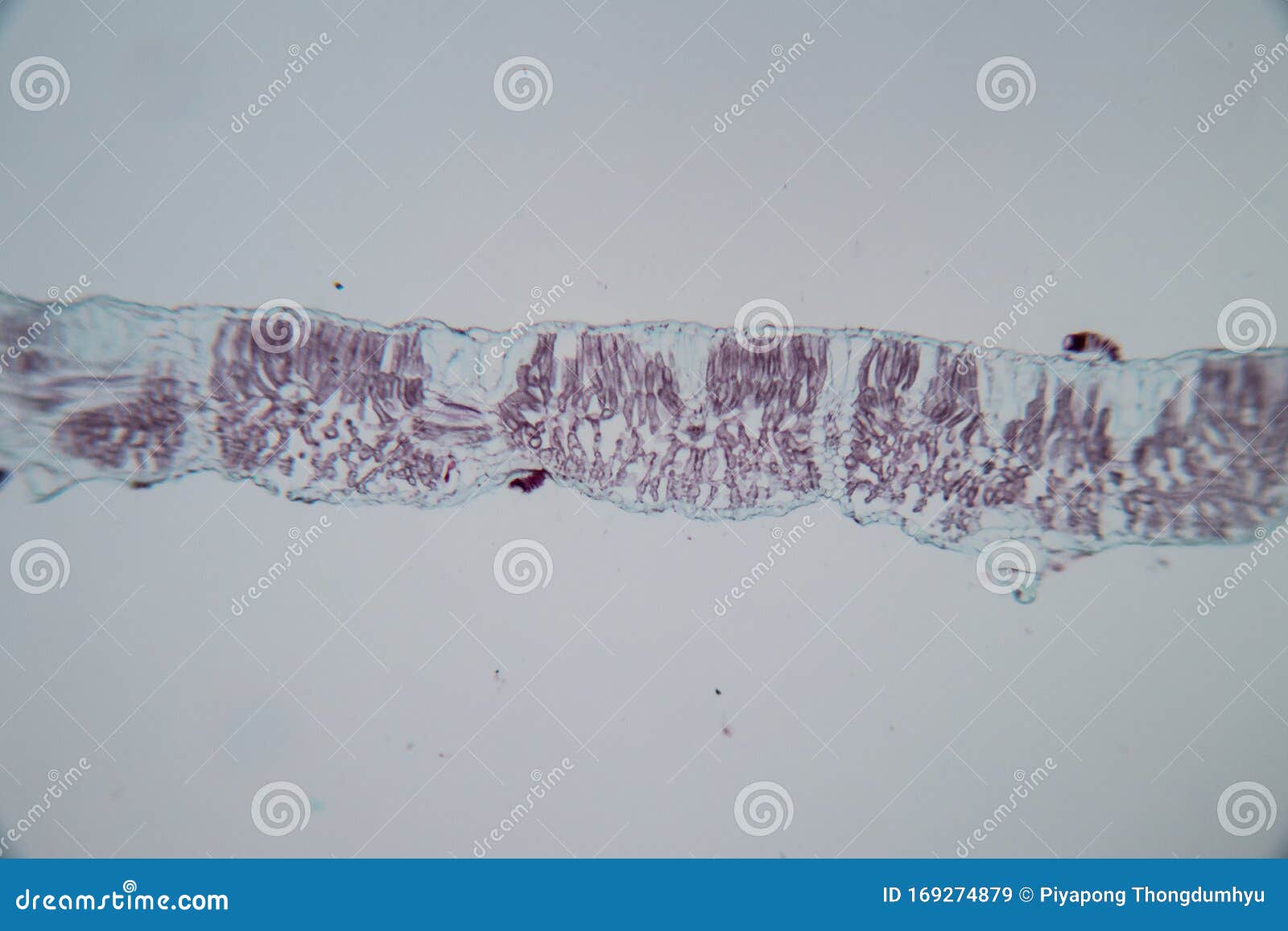 Cross-section Leaf Plant of Under the Microscope. Stock Image - Image ...