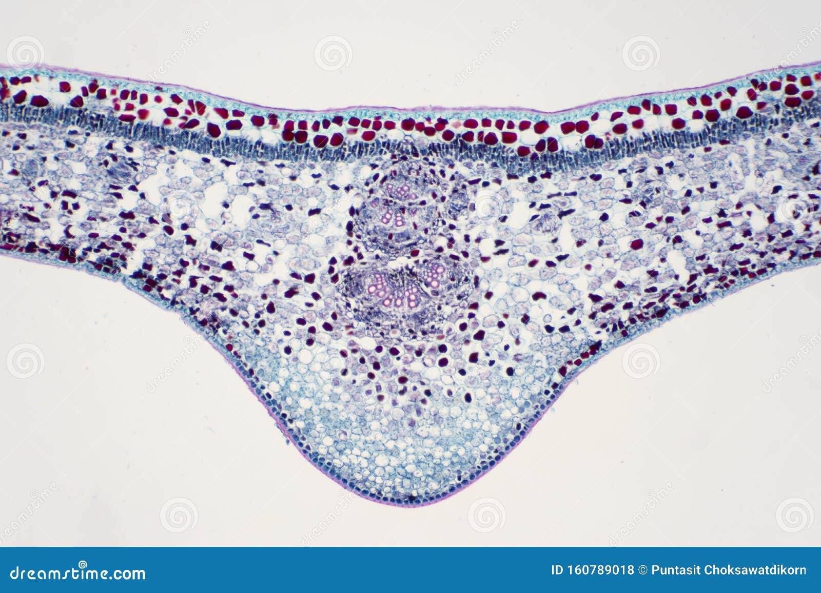 Cross Section Leaf Of Plant Under Microscope View For Education Royalty ... Cross Section Leaf Of Plant Under Microscope View For Education Royalty ...