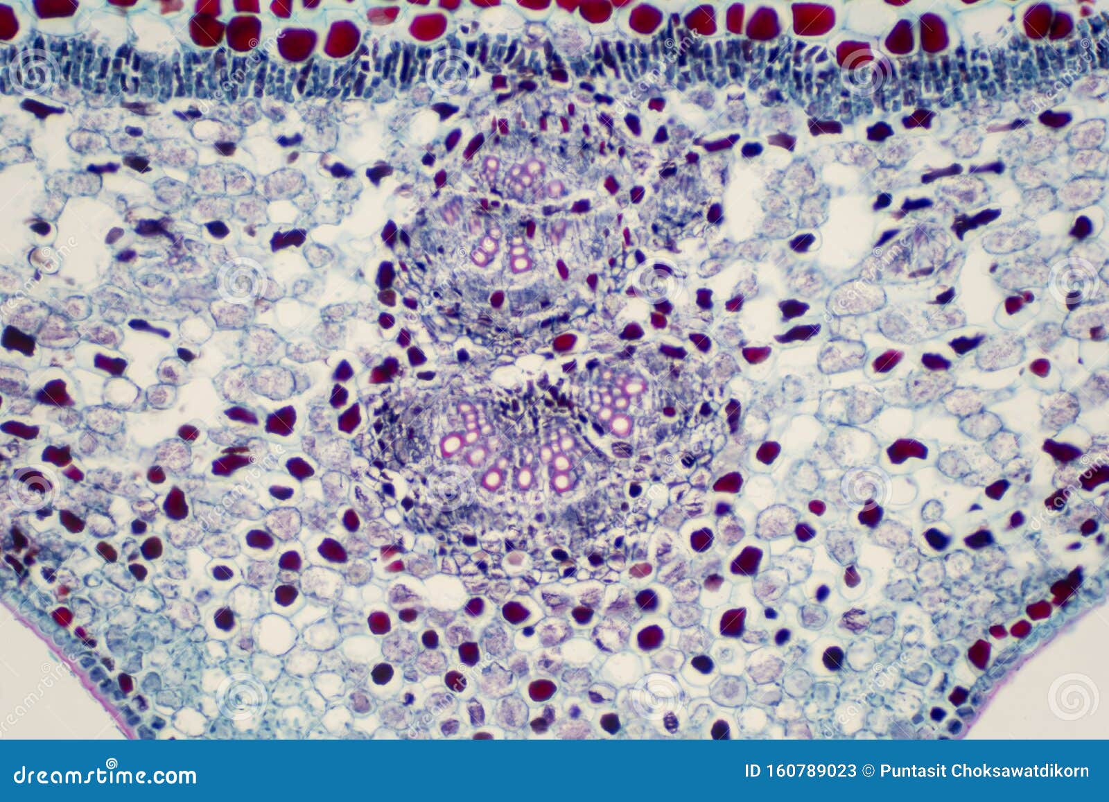 Cross Section Leaf of Plant Under Microscope View for Education Stock ...