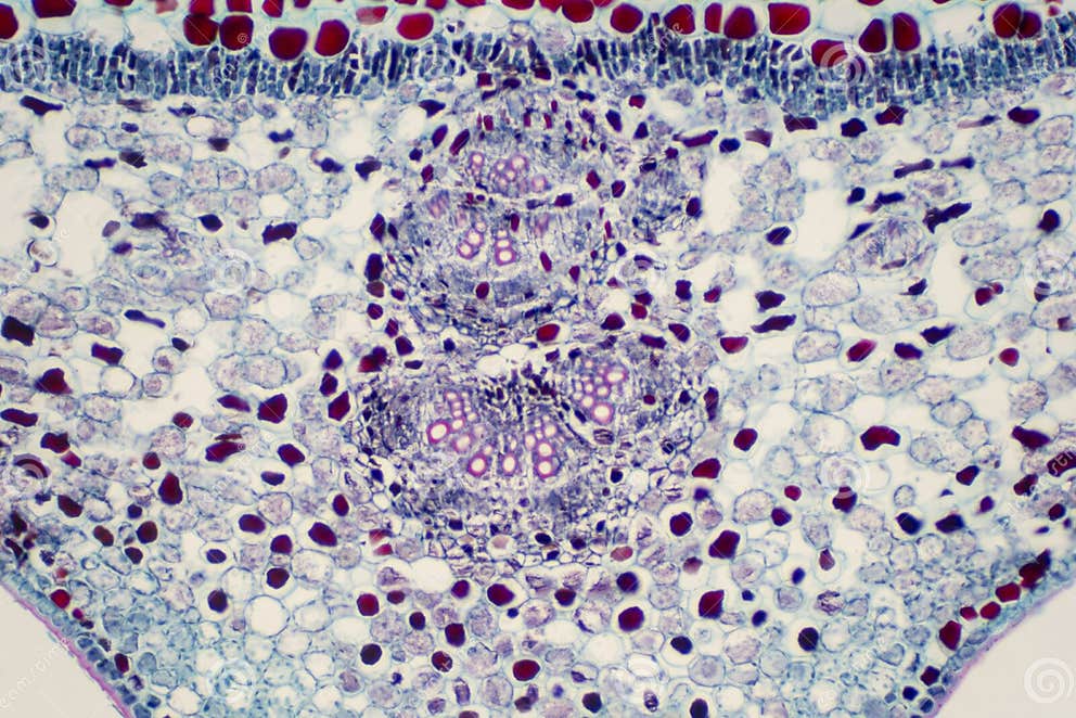 Cross Section Leaf of Plant Under Microscope View for Education Stock ...