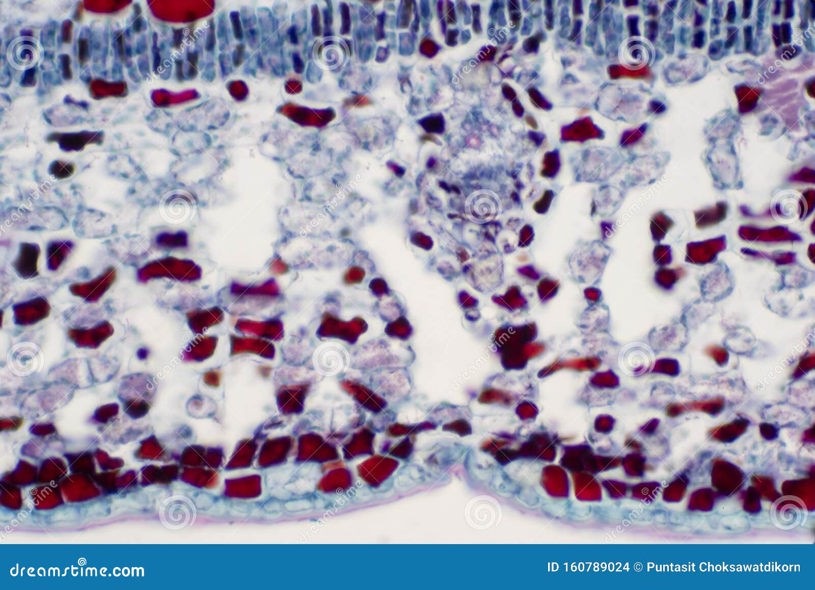 Cross Section Leaf of Plant Under Microscope View for Education Stock ...