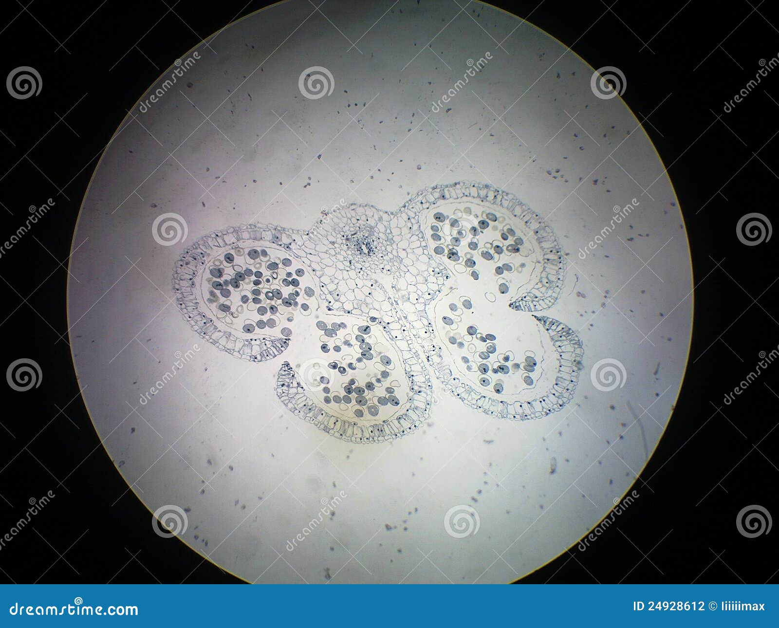 Cross Section of a Lily Anther. Stock Photo - Image of botanical, seeds ...