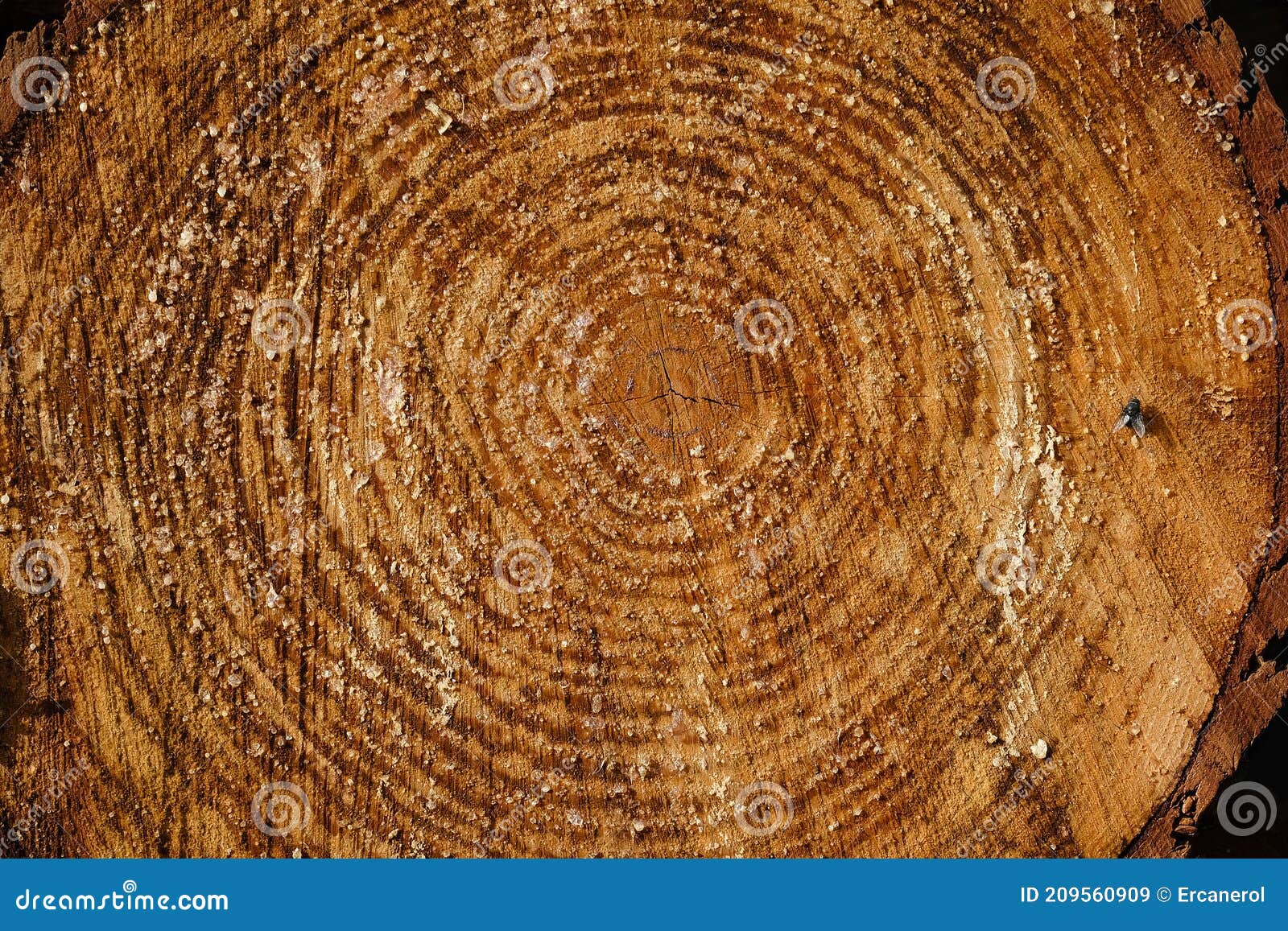 Cross Section of Log with Fly Stock Image - Image of texture, forestry ...