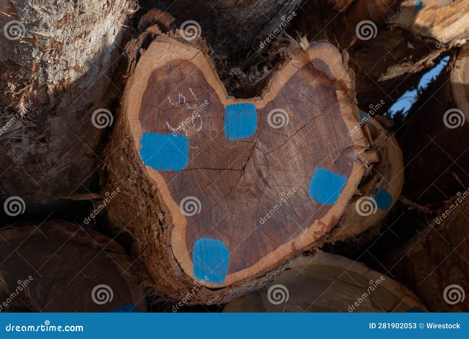 Log with a Heart-shaped Face Stock Image - Image of amazon, romantic ...