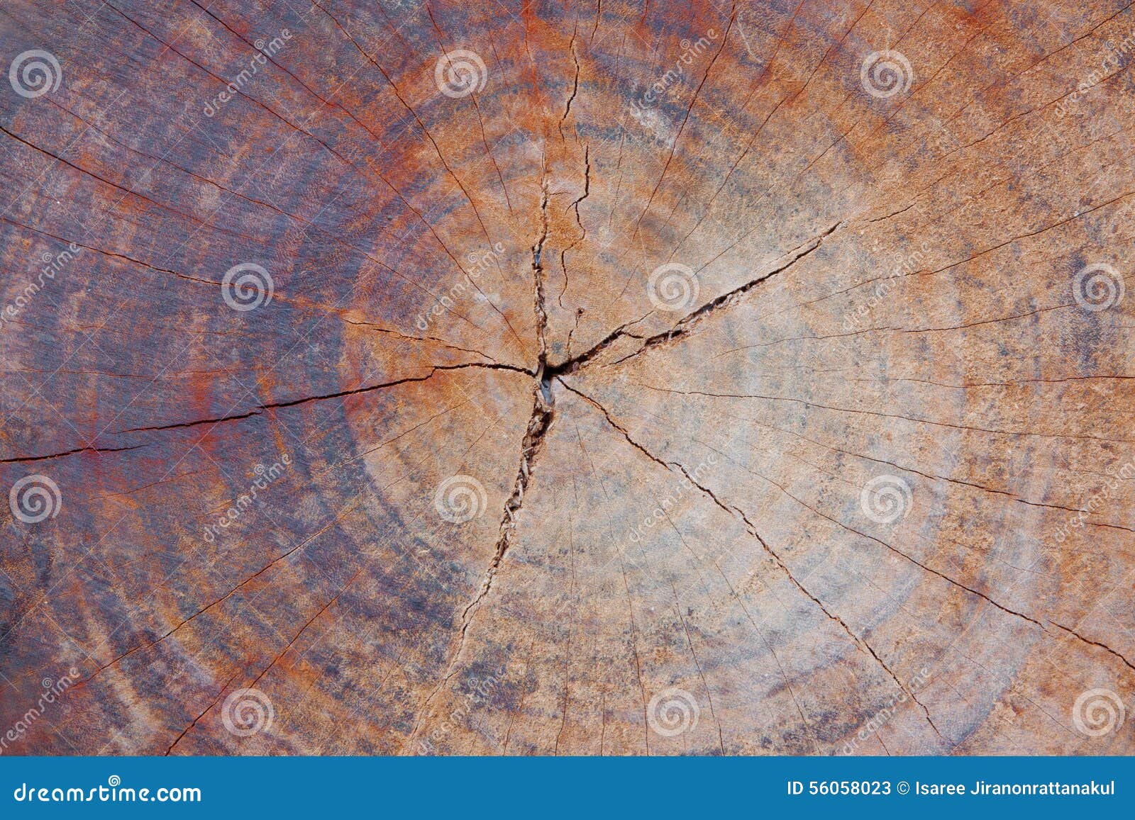 Cross Section Log Texture,wooden Backgrounds Stock Image - Image of ...