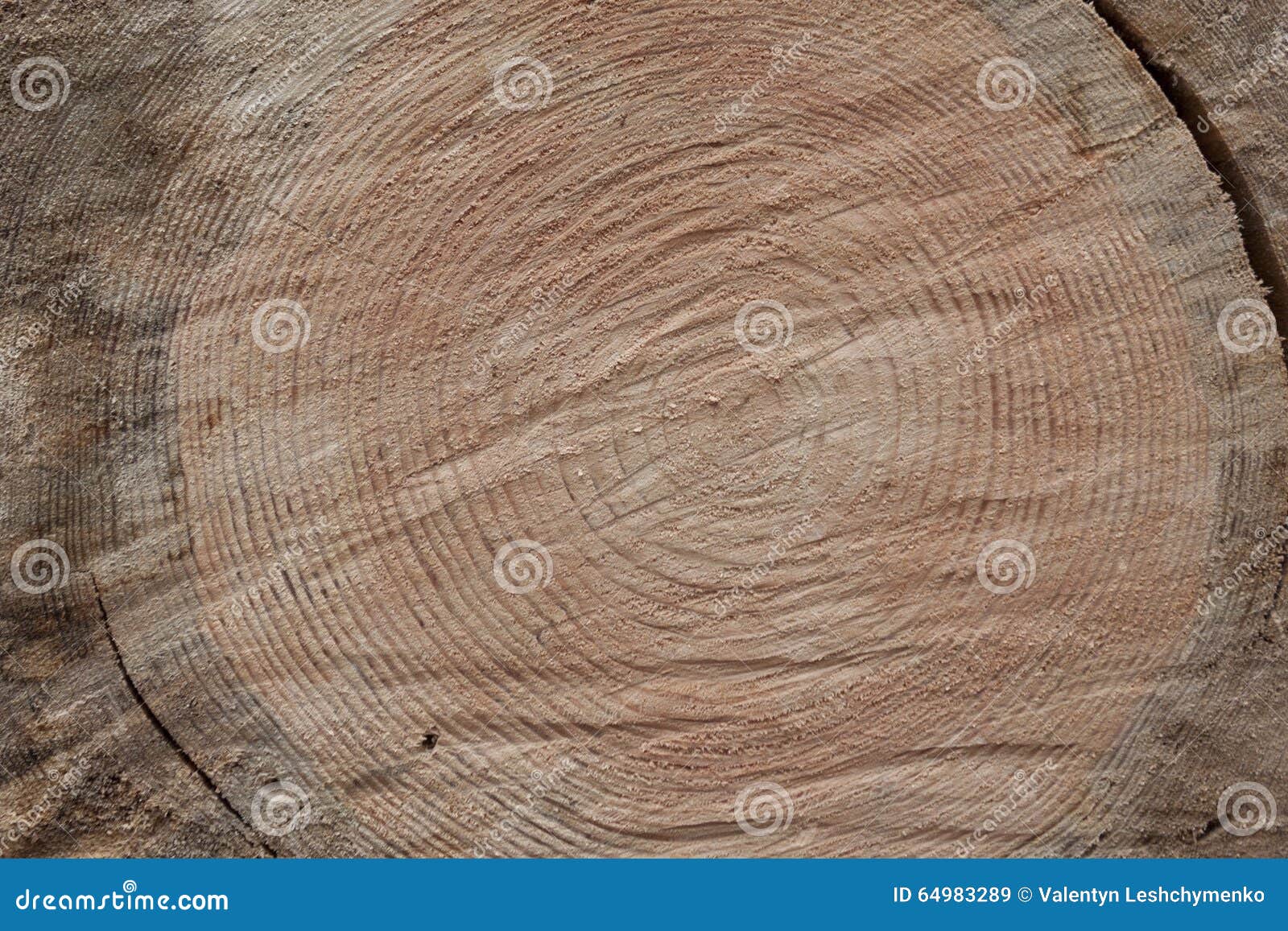 Timber Close Up Beautiful Nature Wooden Log Background Royalty-Free ...