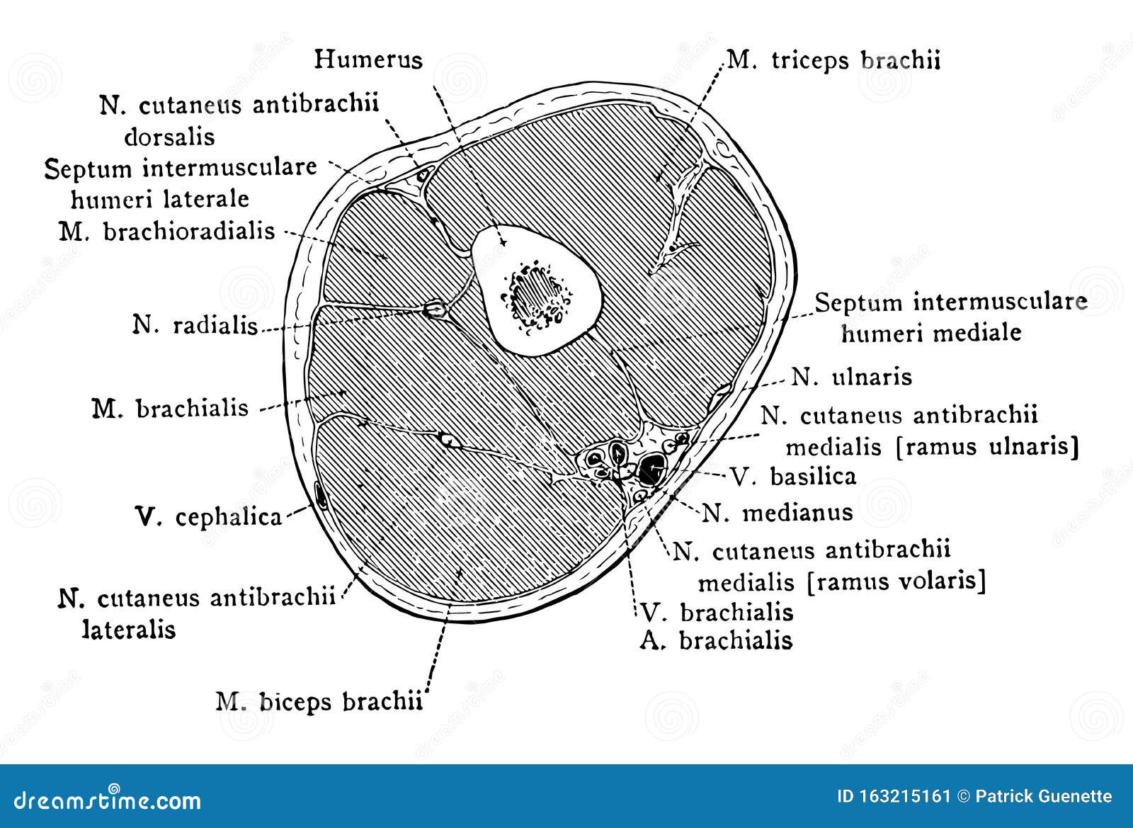 Cross Section through Lower Third of the Upper Arm, Vintage ...