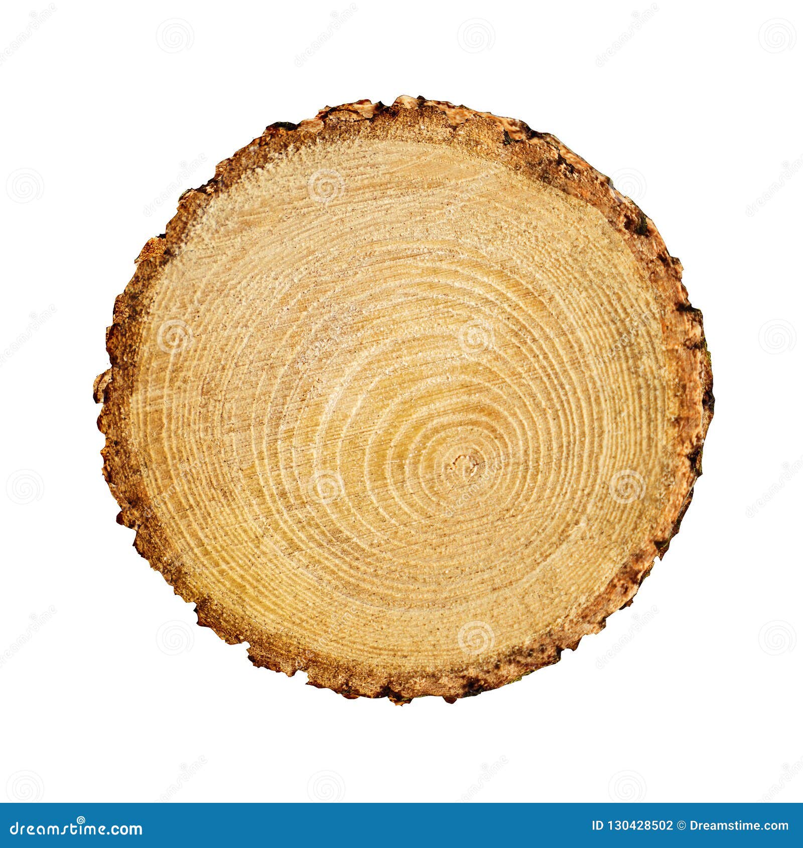 Large Maple Tree Slice Cut from the Woods. Textured Surface with Rings ...