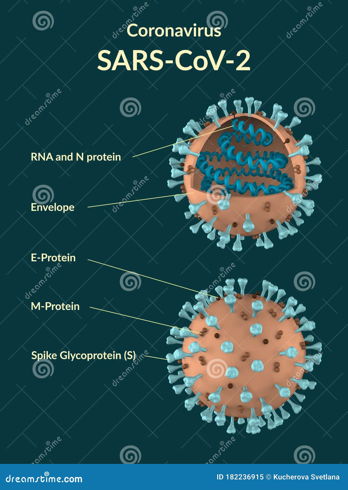 Cross-section Model of SARS-CoV-2 Coronavirus Virus Particles Stock ...