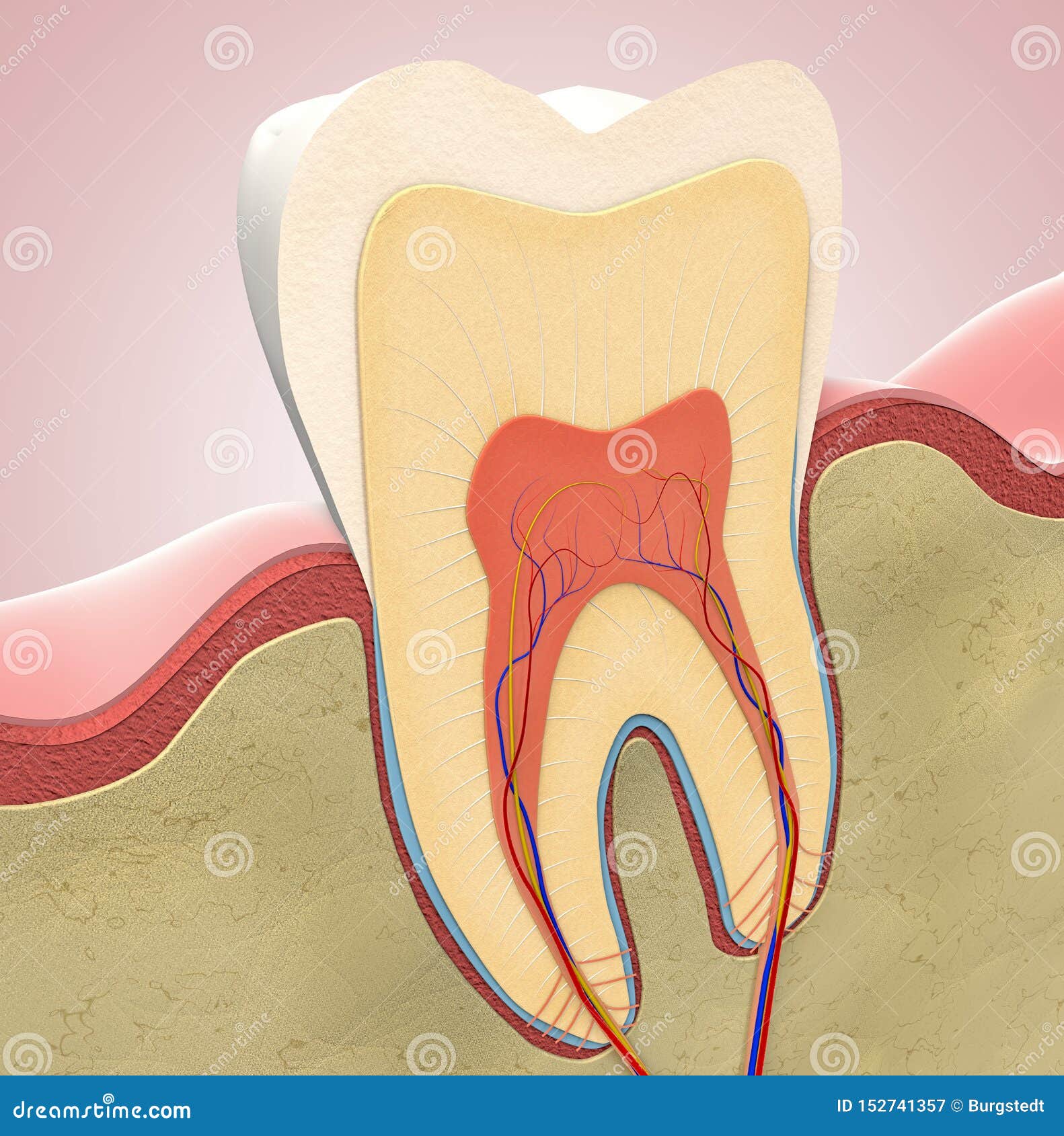 Cross-section of a Molar Tooth Stock Illustration - Illustration of ...