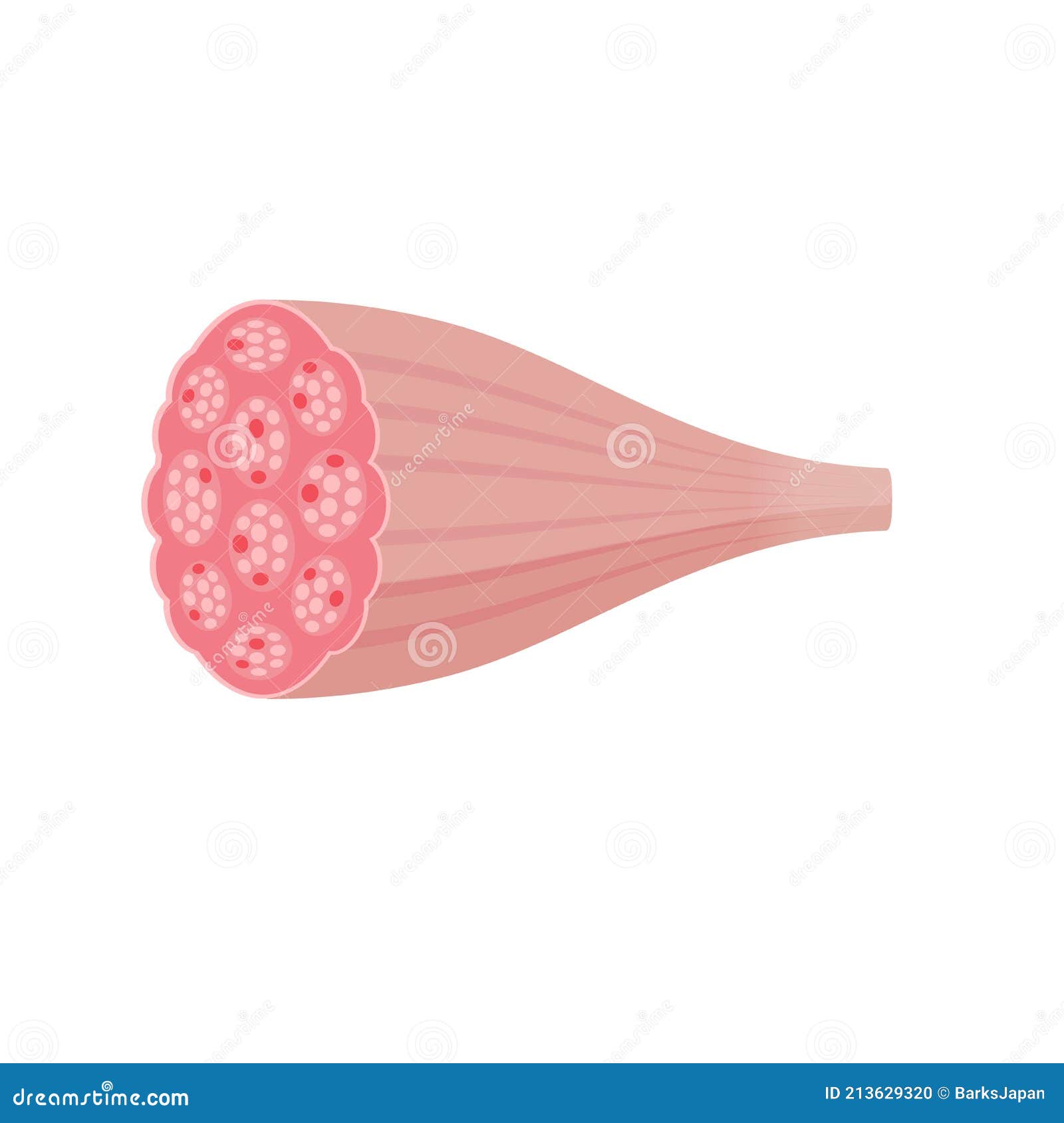 Cross-section of Muscle Vector Illustration White Muscle Stock Vector ...