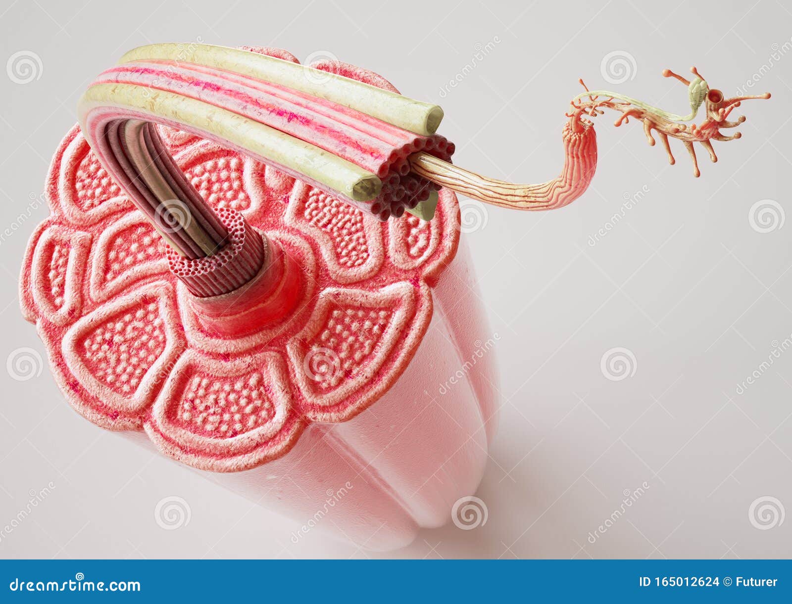Cross Section through a Muscle with Visible Muscle Fibers ...
