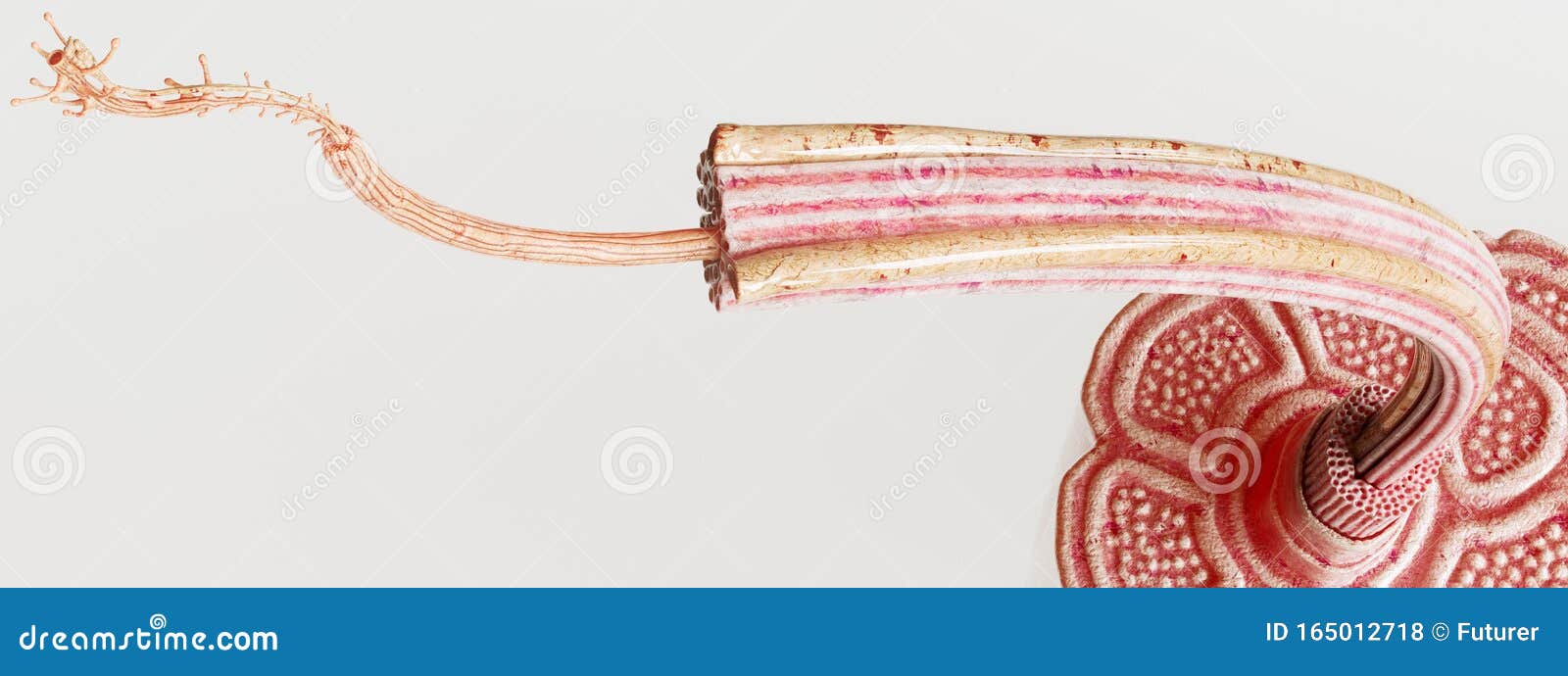 Cross Section through a Muscle with Visible Muscle Fibers ...
