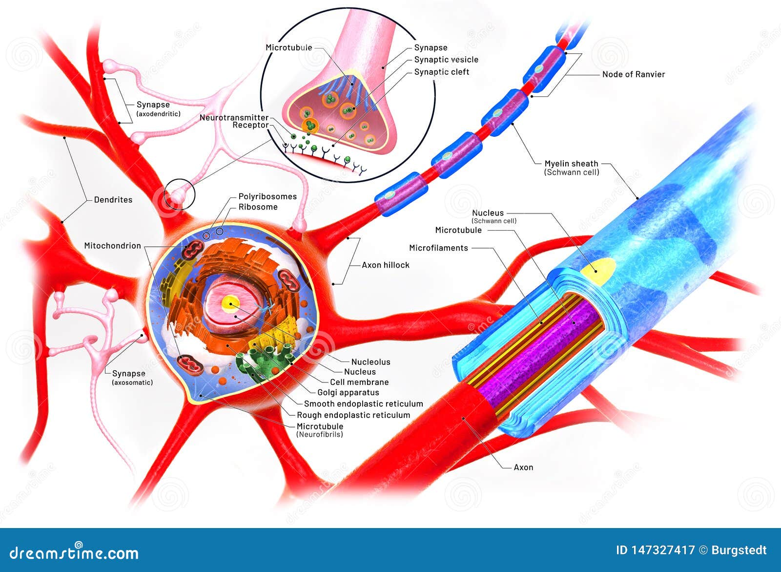 Cross Section Of A Neuron And Cell Building With Descriptions Stock