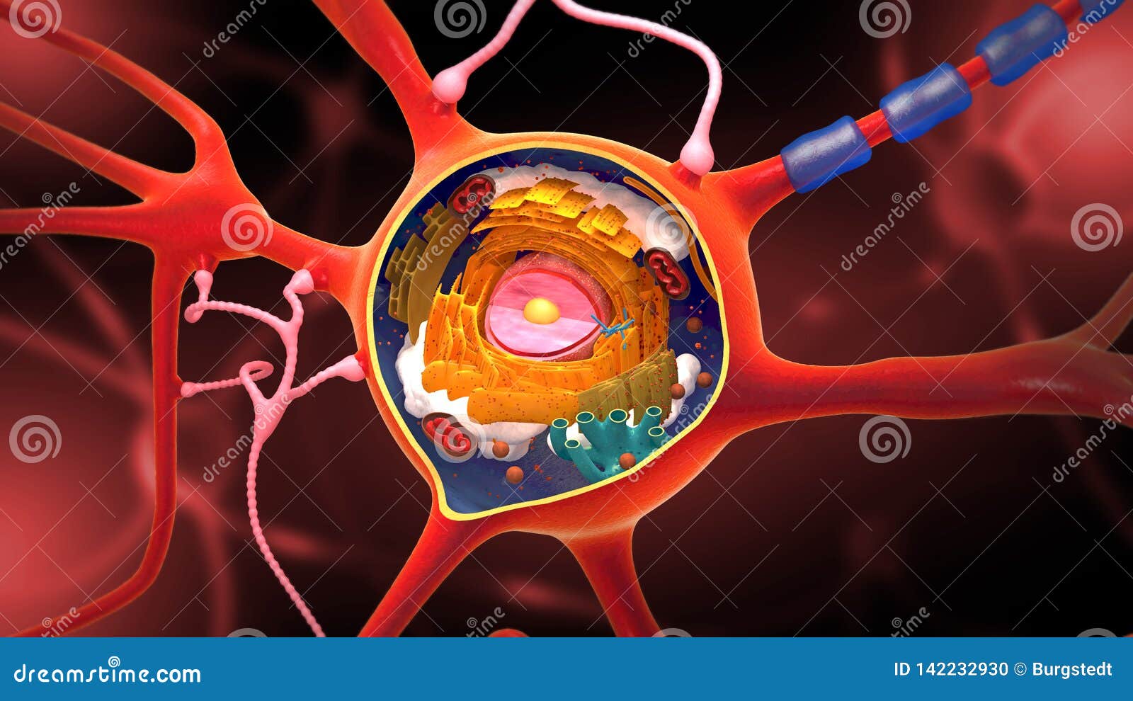 Cross Section of a Neuron and Cell-building with Its Different Parts ...
