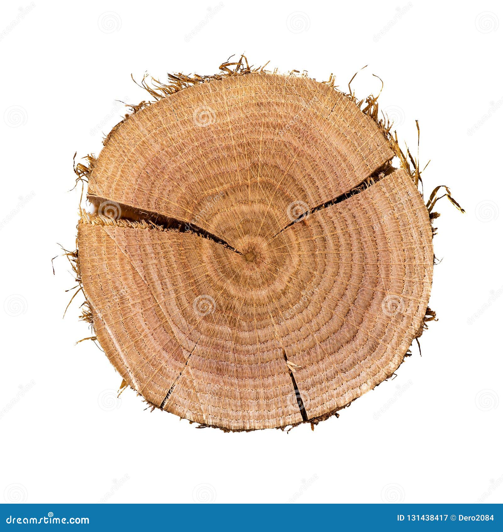 Cross Section of Oak Tree. Annual Rings on Surface and Detailed Texture ...