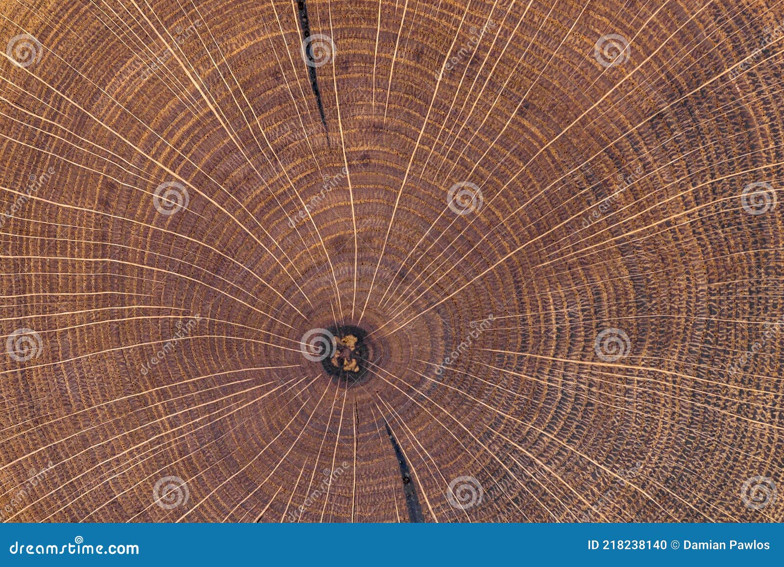 Cross-section of an Oak Tree with Detailed Growth Rings. Wood Texture ...