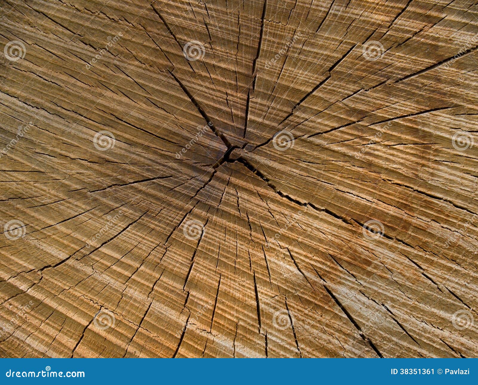 Cross Section of the Oak Trunk 2, Detail Stock Image - Image of radial ...
