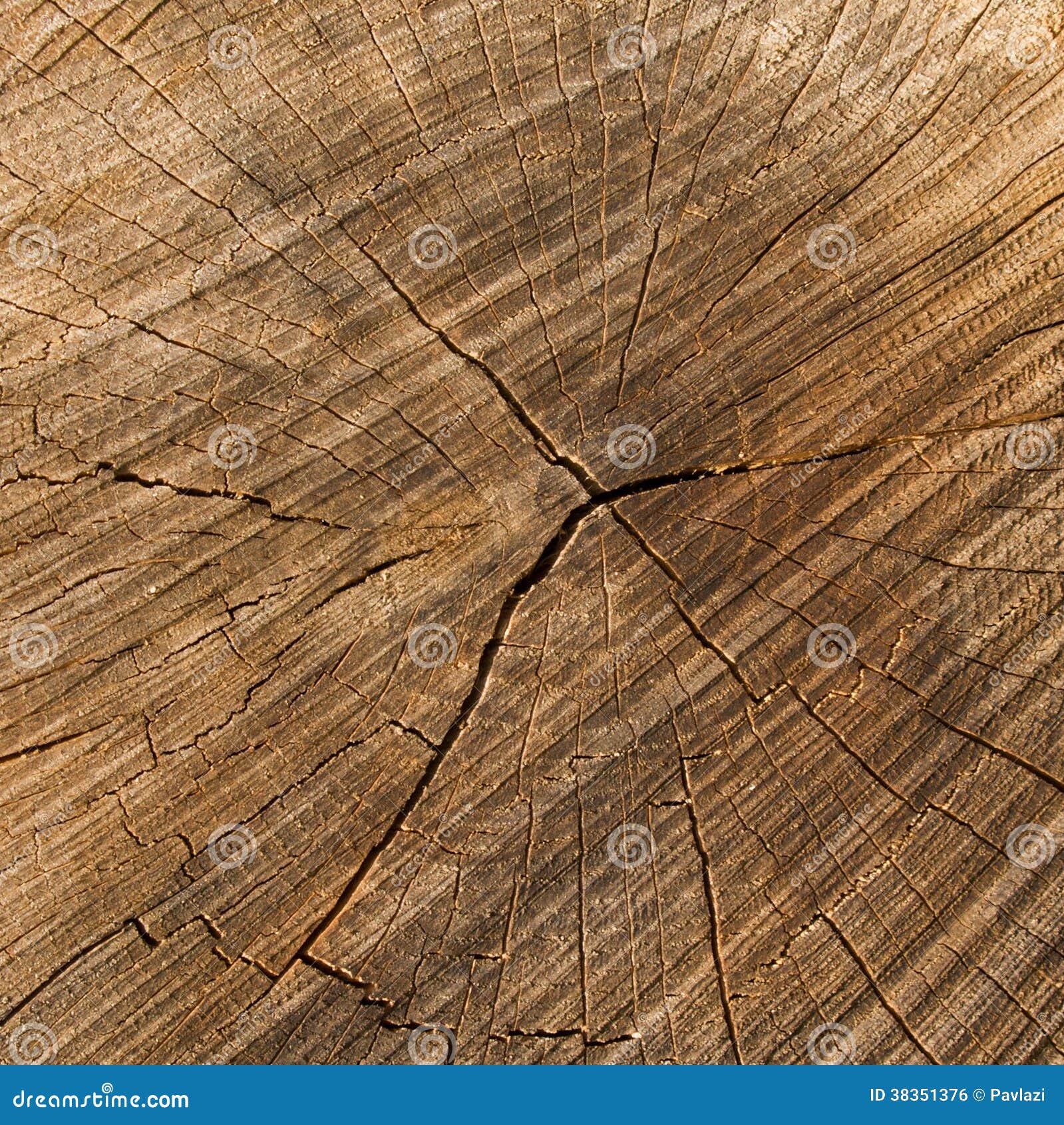 Cross Section of the Oak Trunk Stock Photo - Image of trunk, abstract ...