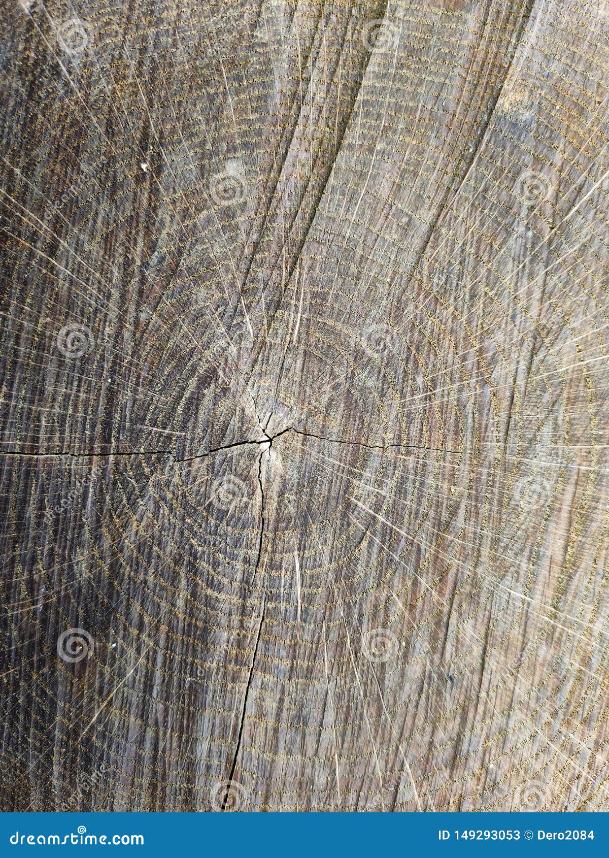 Cross Section of Oak Wood with Good Texture Stock Image - Image of ...