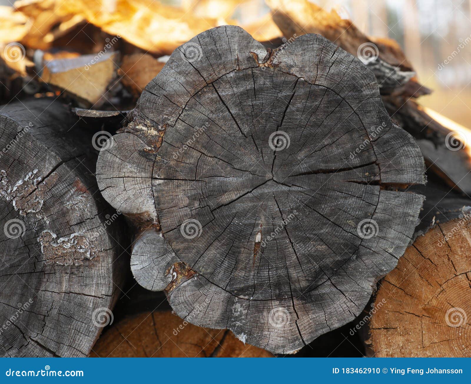 Cross Section of Old Big Trunk of Timber Stock Photo - Image of pine ...