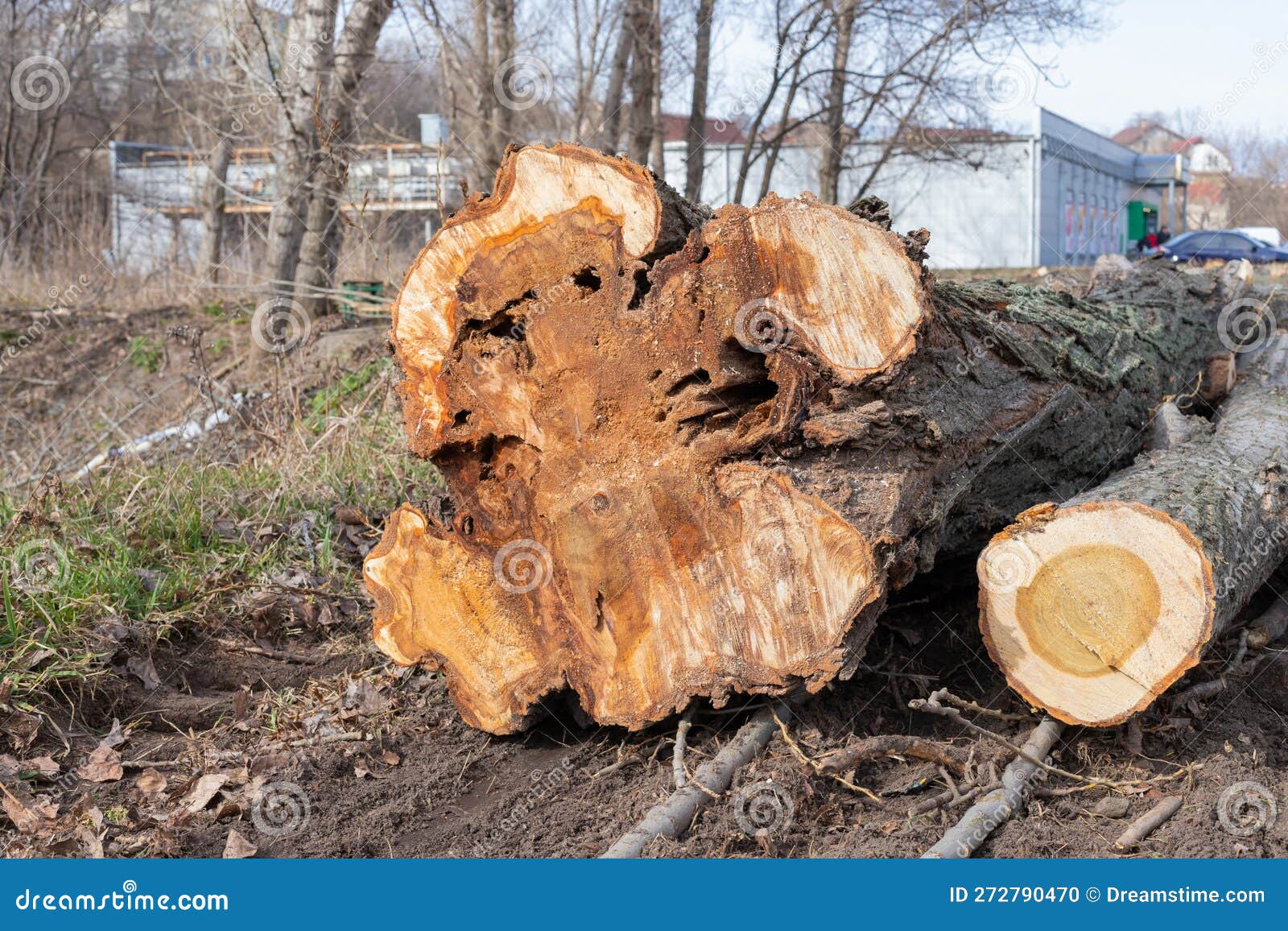 Cross Section of Old Damaged Tree Trunk in Close Up Wood Texture ...