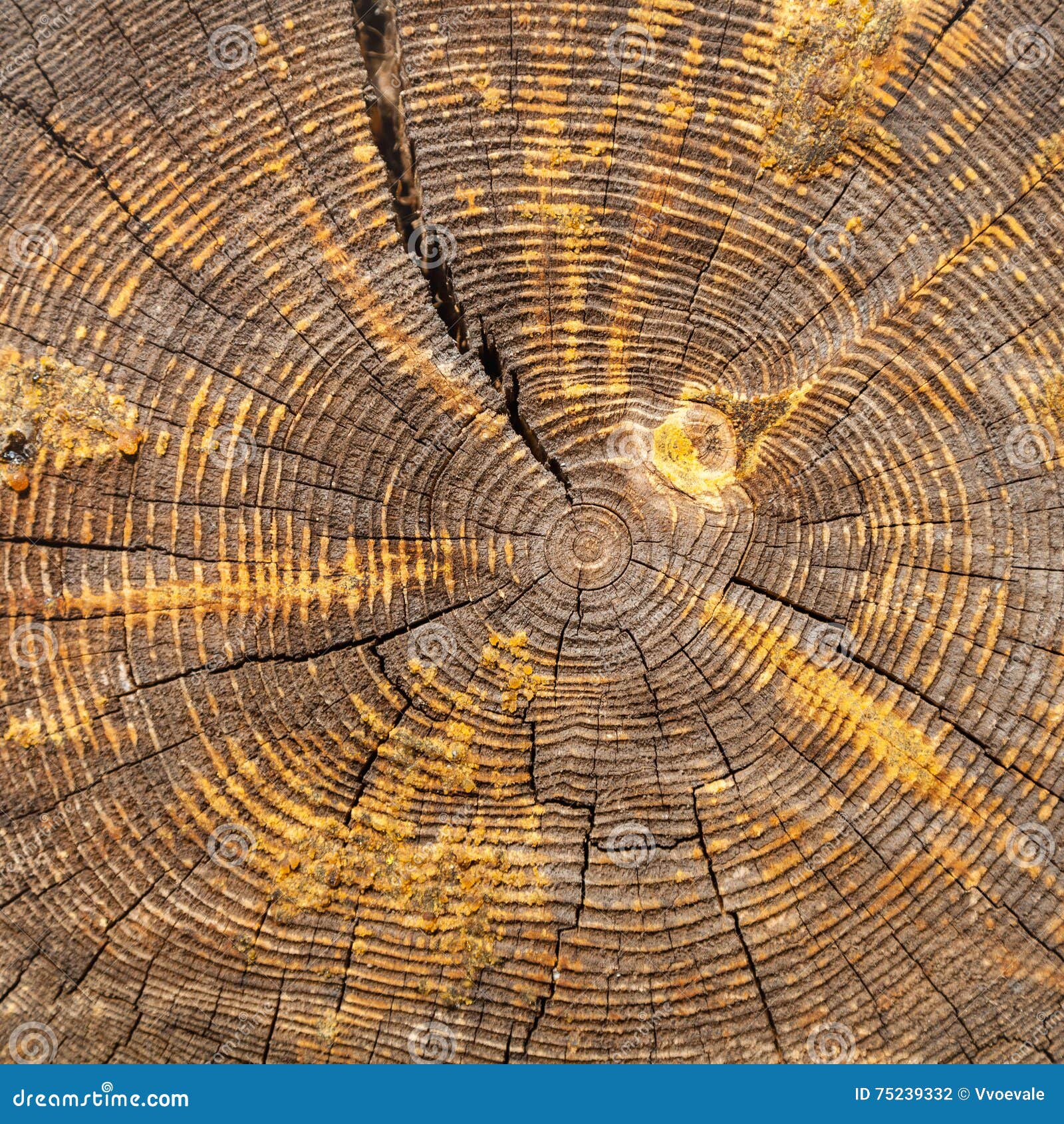 Cross Section of Old Oak Beam Stock Photo - Image of fireproof, wooden ...
