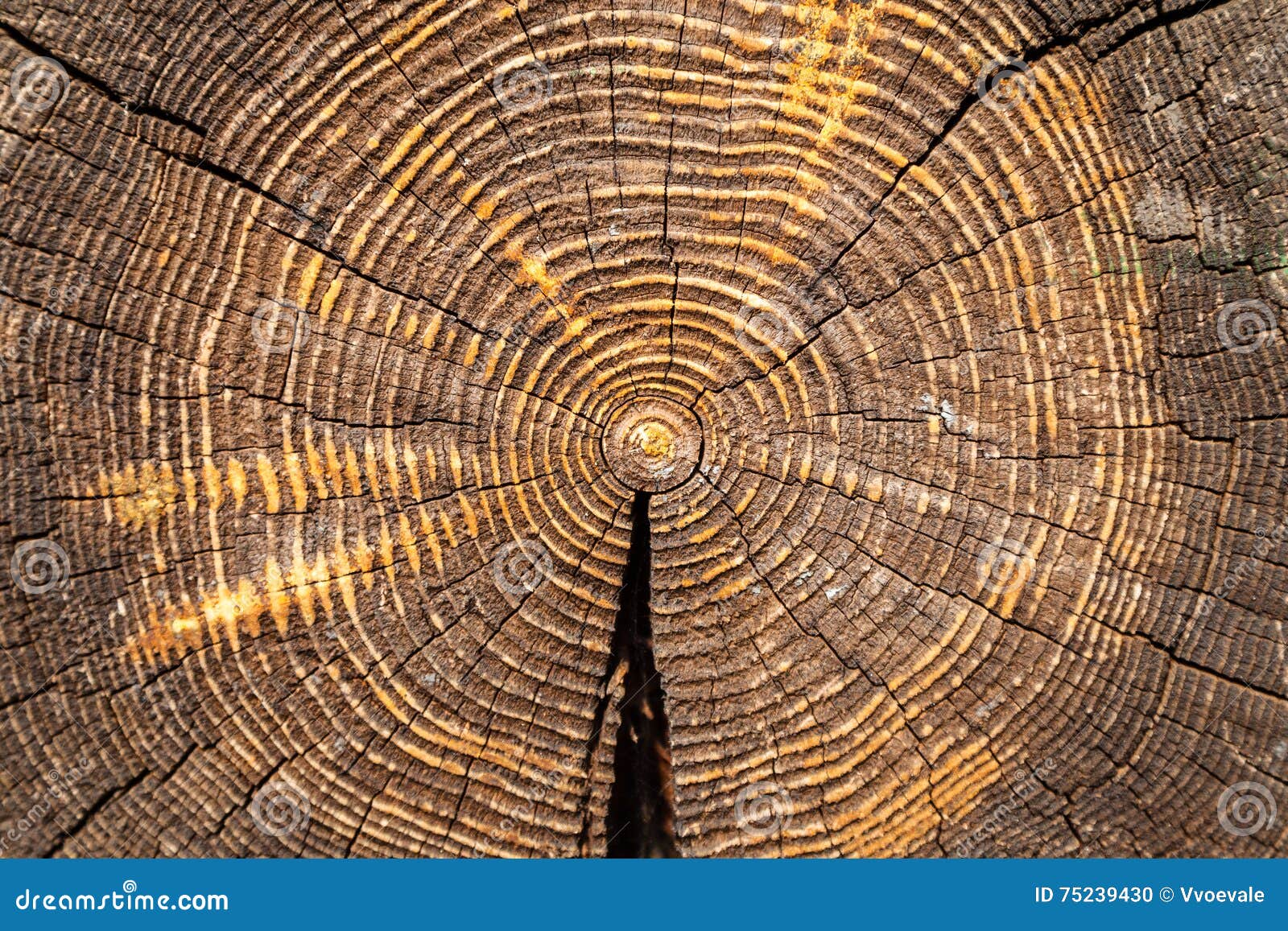 Cross Section of Old Oak Trunk Stock Photo - Image of texture, yellow ...