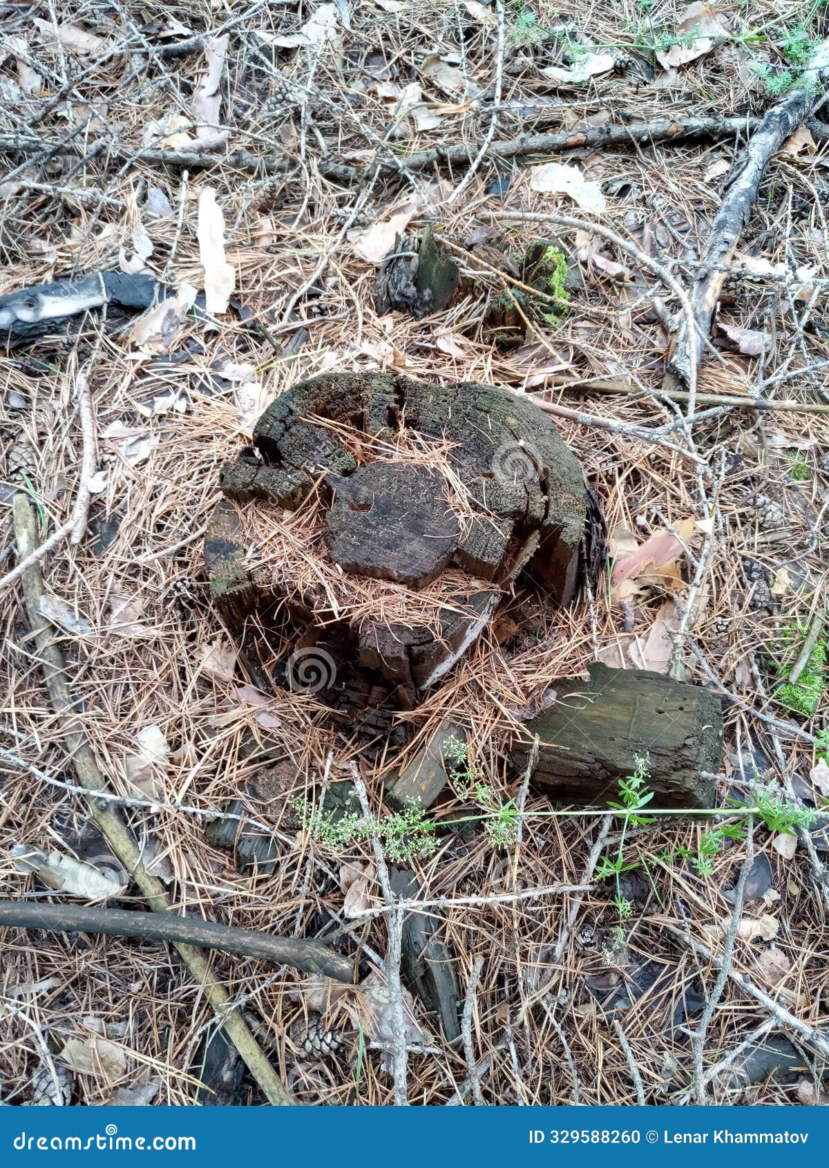 Stump. The Felled Tree. Ax Royalty-Free Stock Photo | CartoonDealer.com ... Stump. The Felled Tree. Ax Royalty-Free Stock Photo | CartoonDealer.com ...