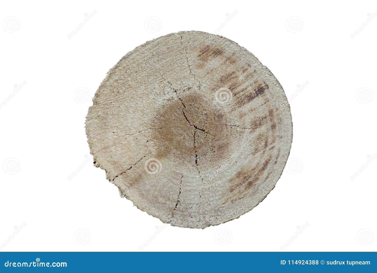 A Cross section of tree stock photo. Image of bark, brown - 114924388