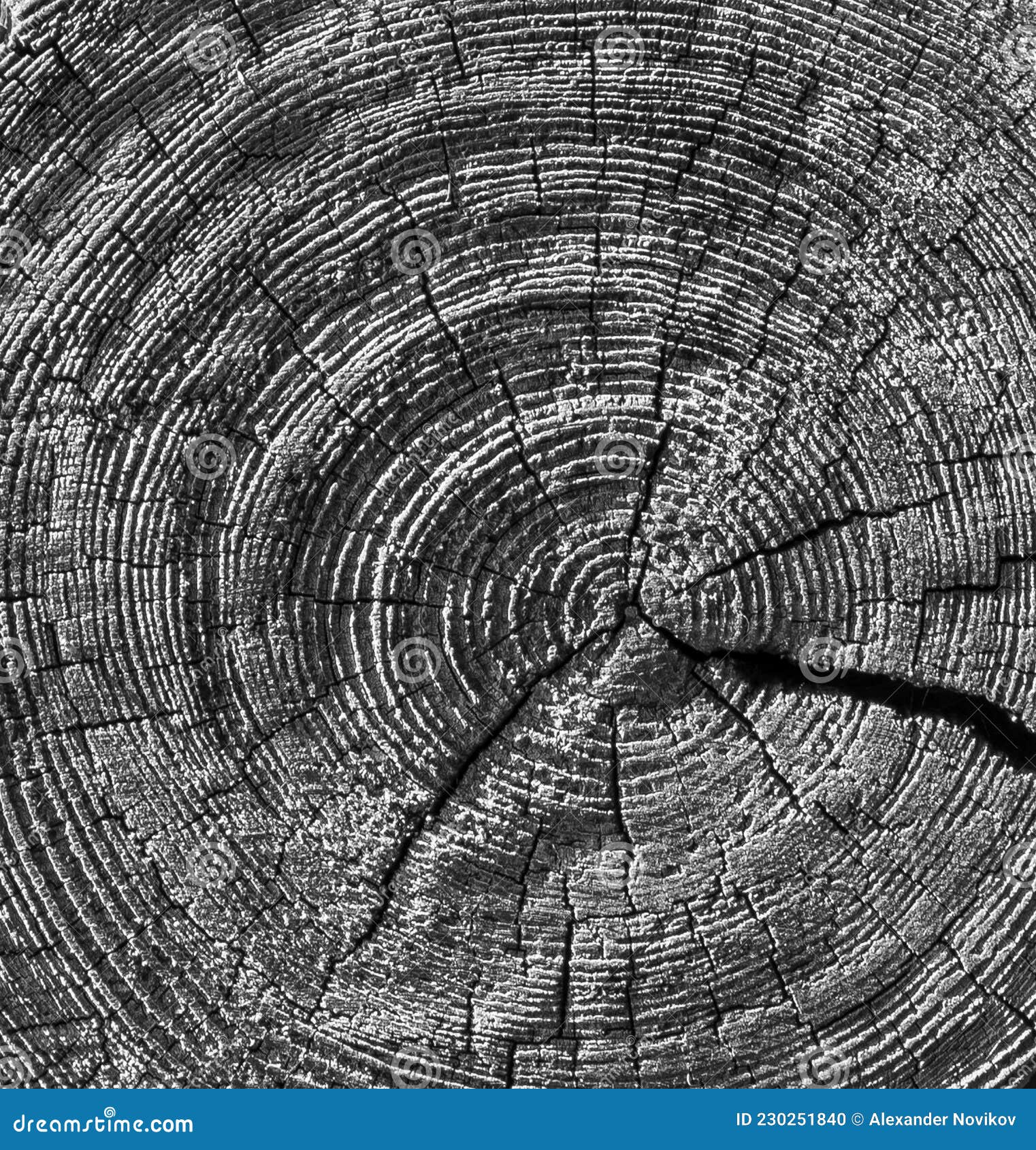 Cross Section of the Old Tree Color Stock Photo - Image of environment ...