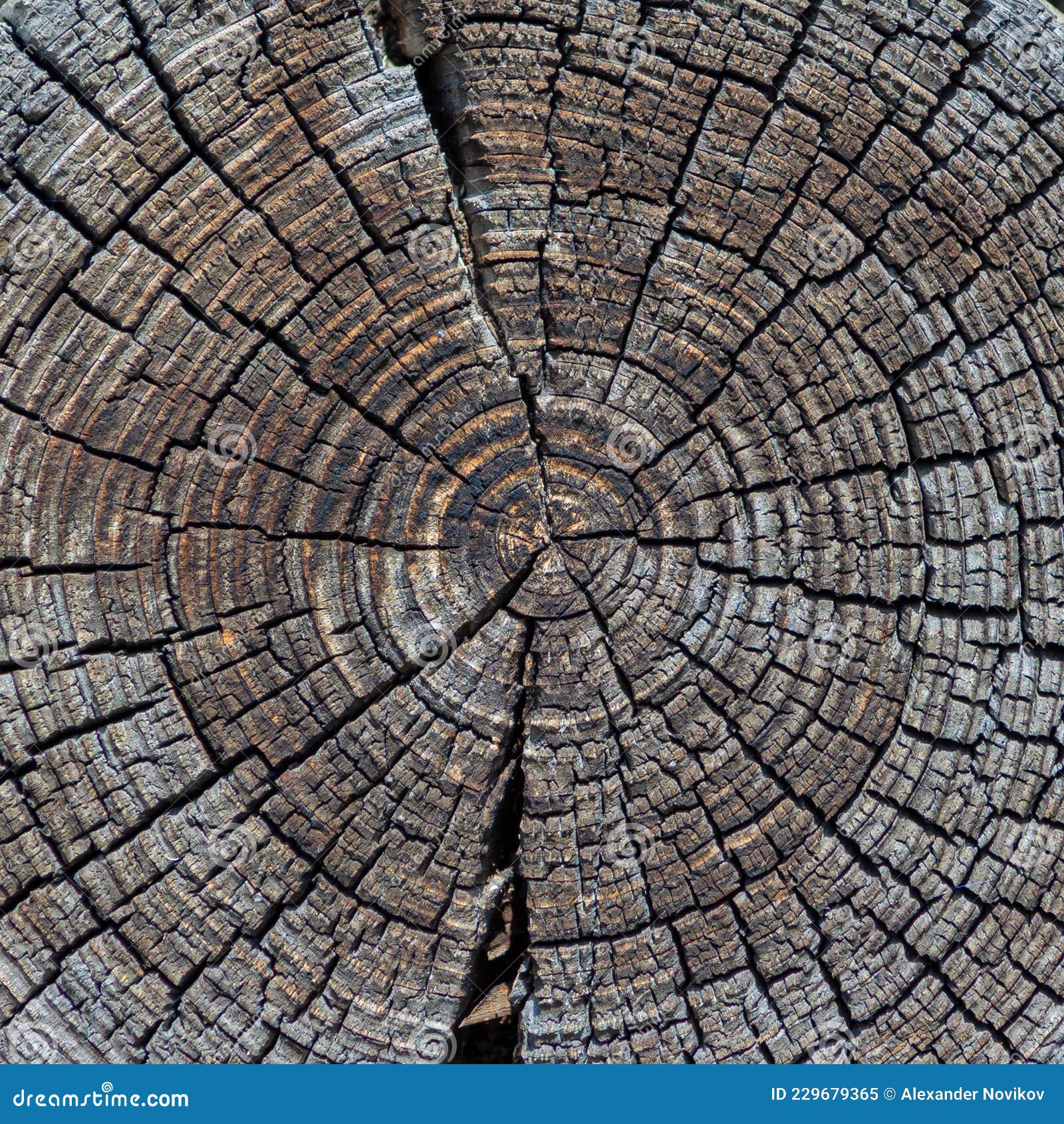 Cross Section of the Old Tree Color Stock Image - Image of ring ...