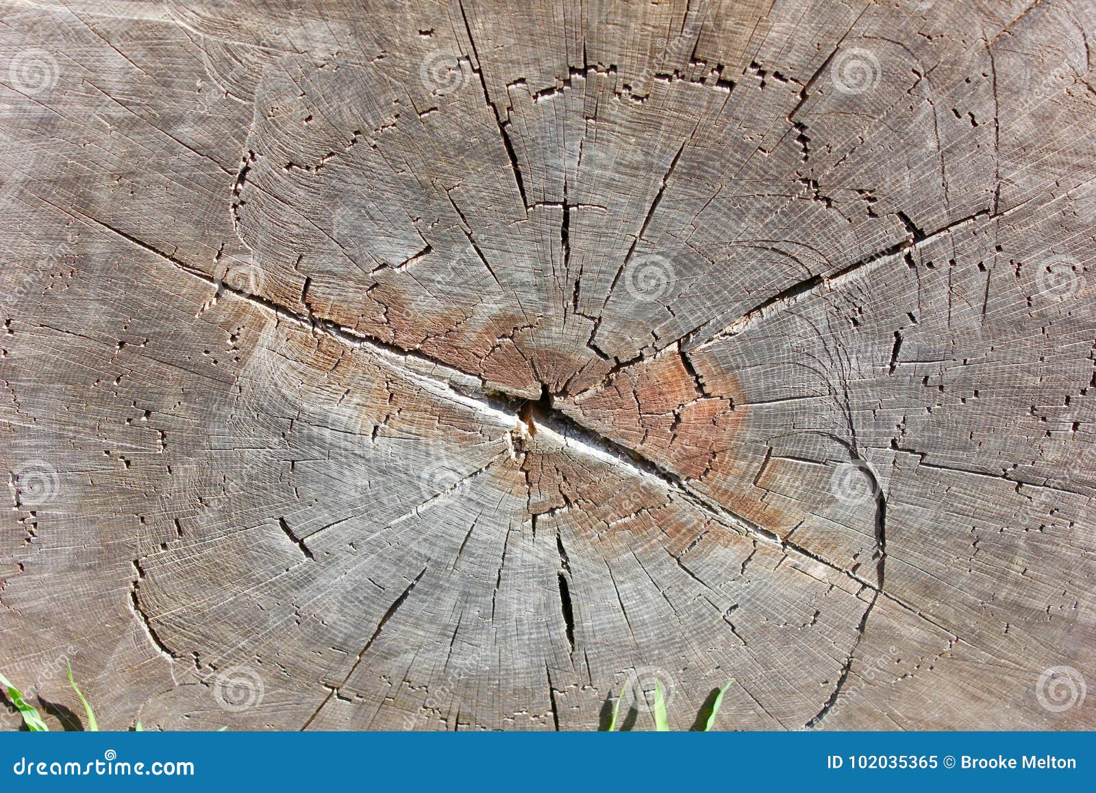 Old Tree Stump Cross Section Stock Image - Image of surface, pattern ...