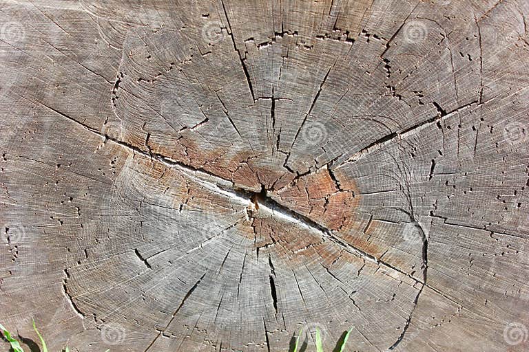 Old Tree Stump Cross Section Stock Image - Image of surface, pattern ...