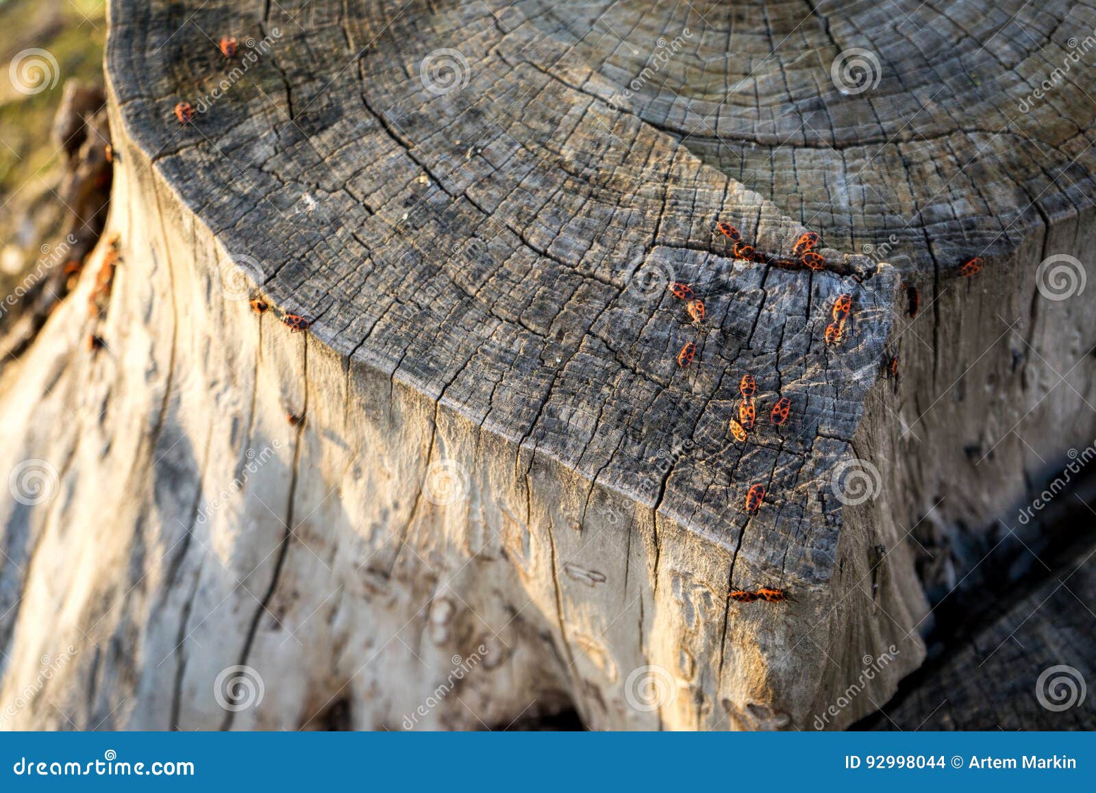 Cross Section of Old Tree Trunk Showing Growth Rings and Beetles Stock ...