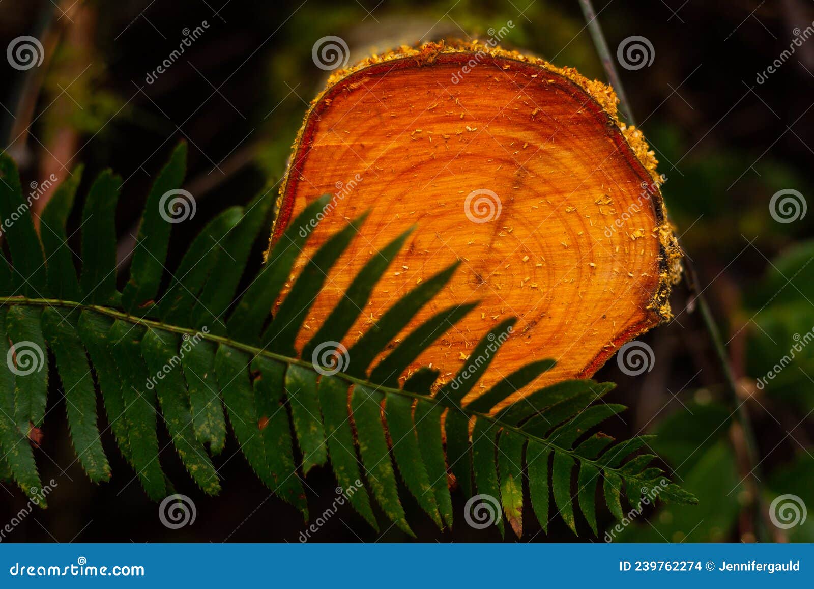 Cross-section of an Orange Tree with Green Fern in a Forest Stock Photo ...