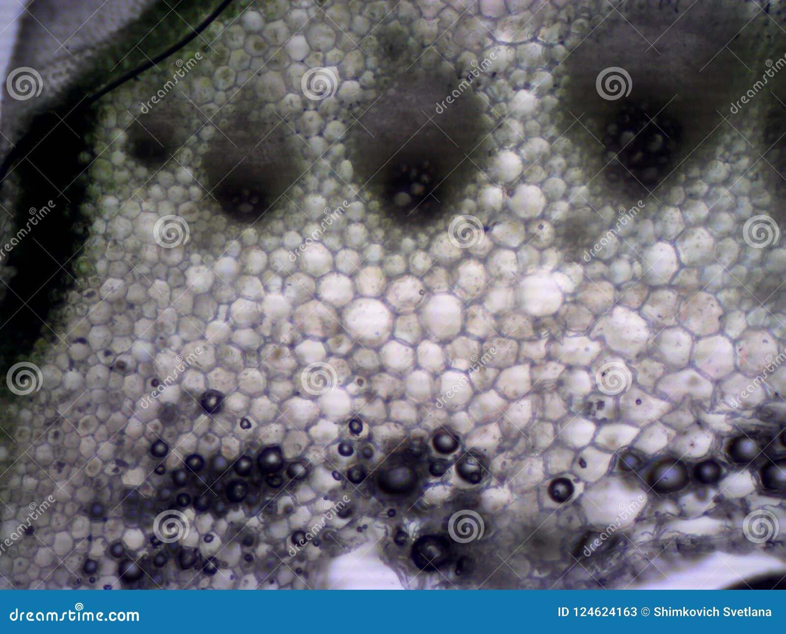 Microscope Cells (Seamless Texture) Royalty-Free Cartoon ...