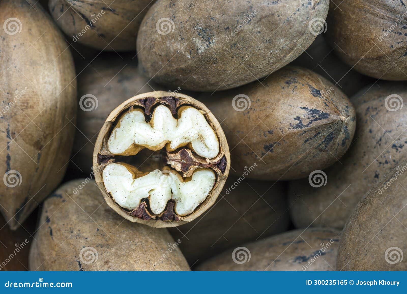 Cross Section of a Pecan Nut Stock Image - Image of nuts, dorsal: 300235165