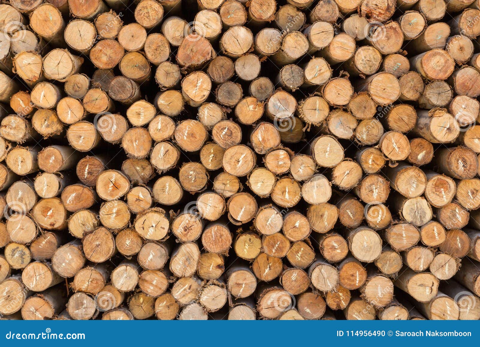 Cross section of pine Logs stock photo. Image of growth - 114956490