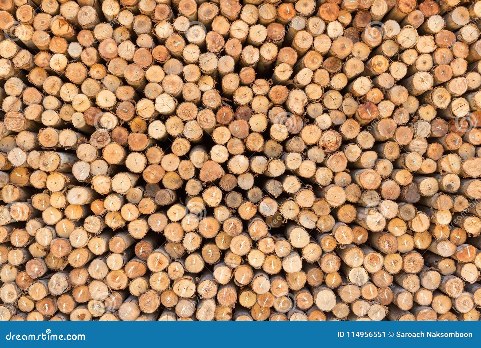 Cross section of pine Logs stock image. Image of brown - 114956551